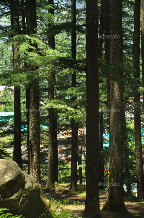Deodar cedar trees in Van Vihar National Park in Manali, Himachal ...