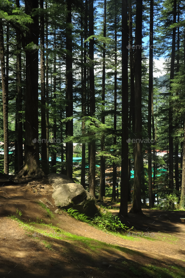 Deodar cedar trees in Van Vihar National Park in Manali, Himachal ...
