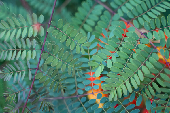 pride of barbados Plant Caesalpinia Pulcherima small leaf texture ...