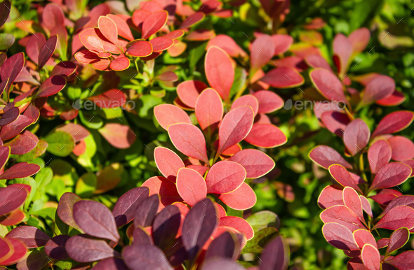 Decorative photo of berberis thunbergii or Japanese barberry with red ...