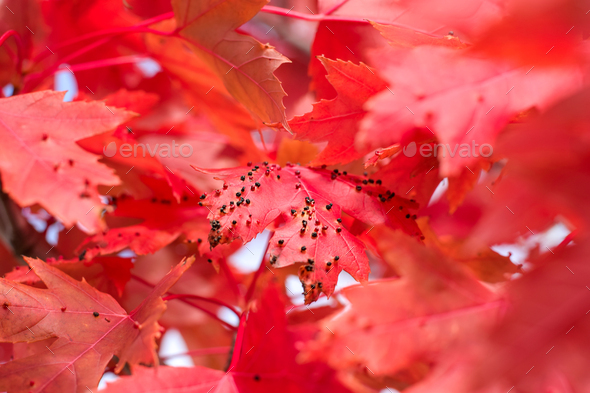 Red maple leaves with gall mites parasites Stock Photo by JulieAlexK
