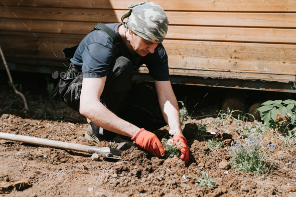 man gardener and farmer male hands plants daisy wildflowers suburban ...