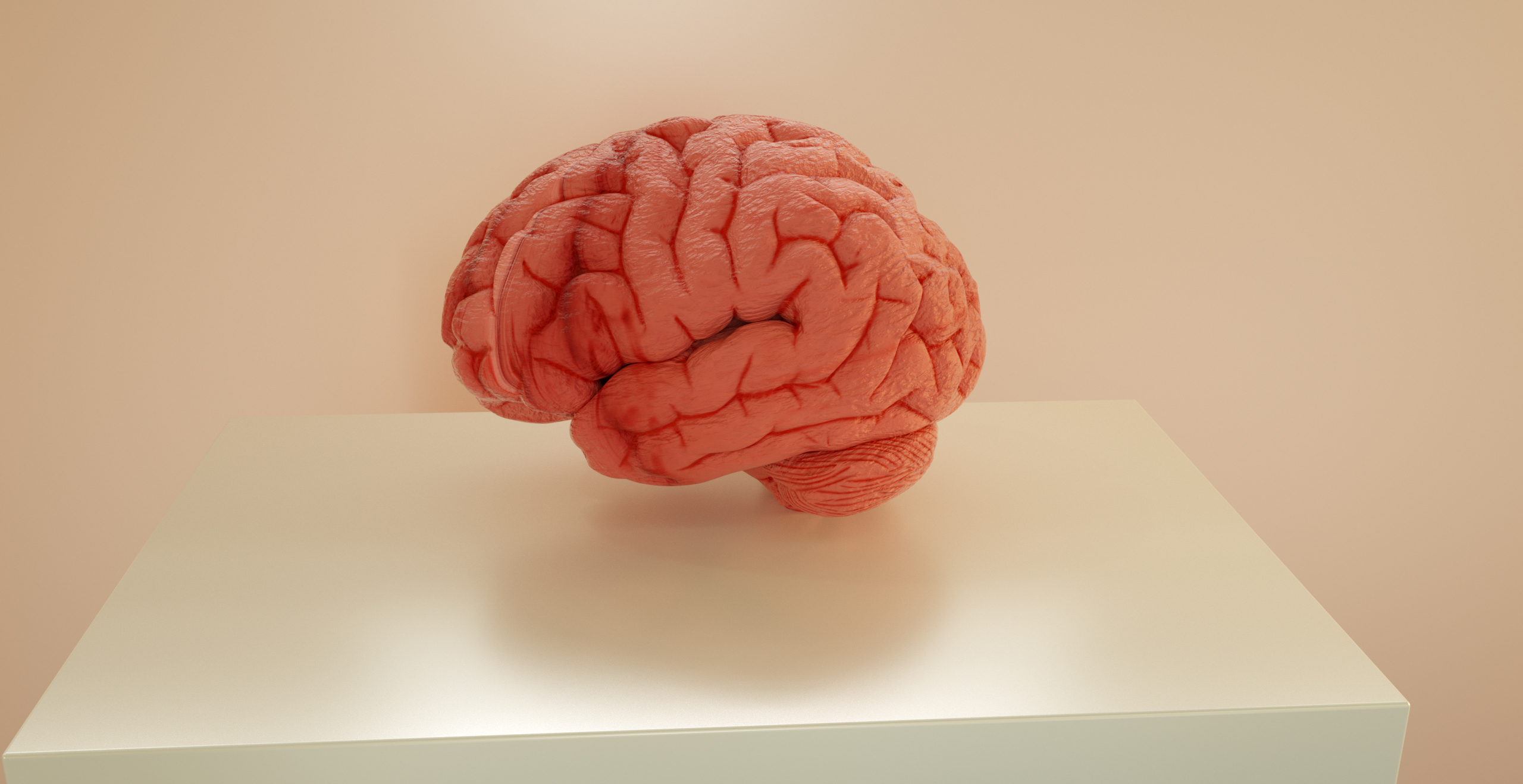Brain 3D Realistic model 3D model by mavigol | 3DOcean