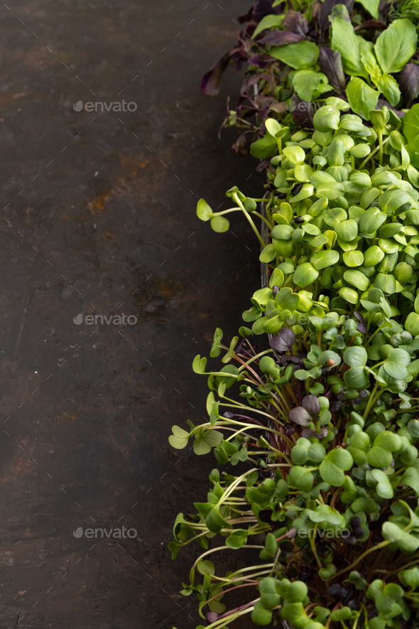 Set of boxes with microgreen sprouts of basilon black concrete ...