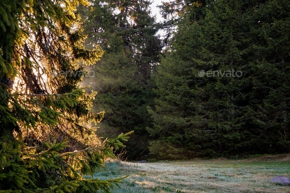 Sun rays shine through branches of fir trees and through pollen of ...