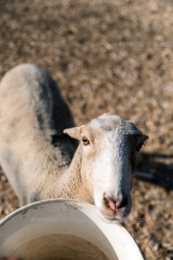 Sheep near feeding bucket on farm Stock Photo by davidpradoperucha