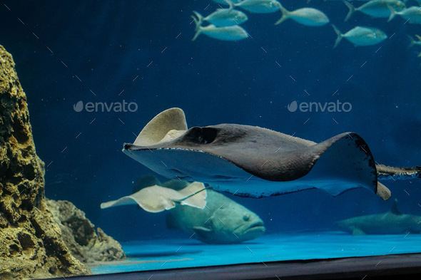 Stingray underwater Stock Photo by ChantelleL3 | PhotoDune