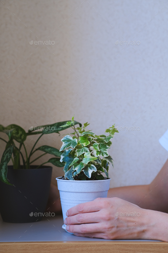 Potted climbing plant Hedera Helix. Greenery at home in female hands ...