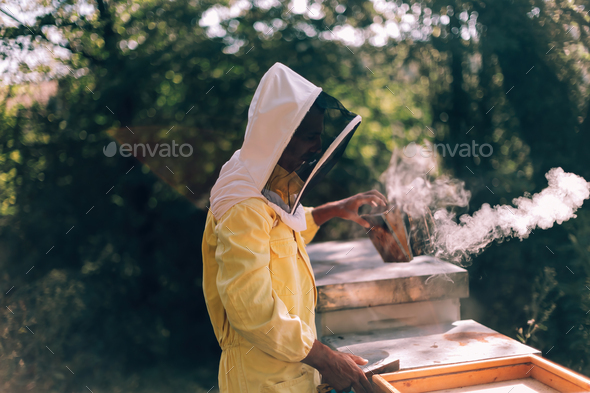 professional beekeeper working in the bee hive collecting honey with ...