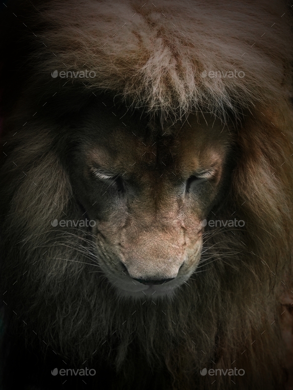 sad lion Stock Photo by endraagust | PhotoDune