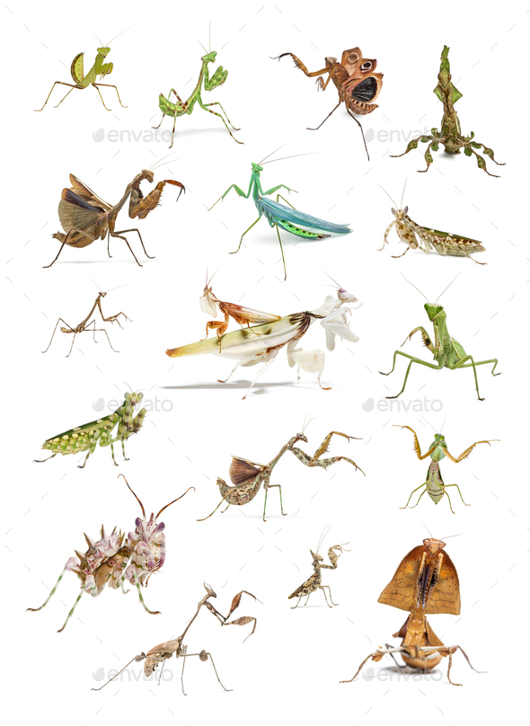 Decorative educational poster, set of many different species of praying ...