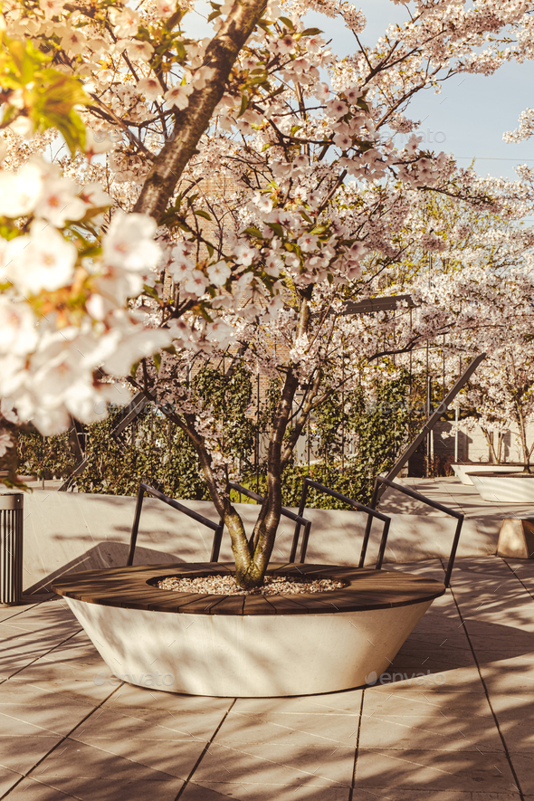 Cherry blossomes concept. Japanese sakura tree exterior. Hanami. Spring ...