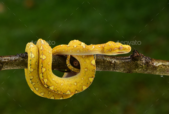 Snake, The green tree python, Morelia viridis Stock Photo by ekobudiutomo