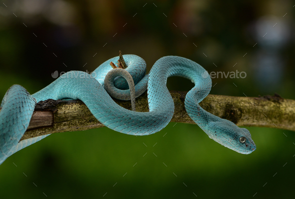 Viper Snake, Trimeresurus insularis, Indonesian pit viper, Stock Photo ...