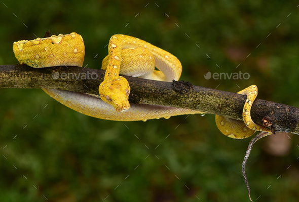 Python snake, The green tree python, Morelia viridis Stock Photo by ...