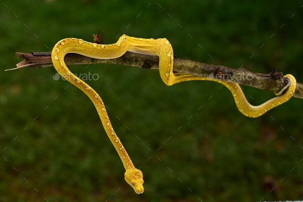 Python snake, The green tree python, Morelia viridis Stock Photo by ...