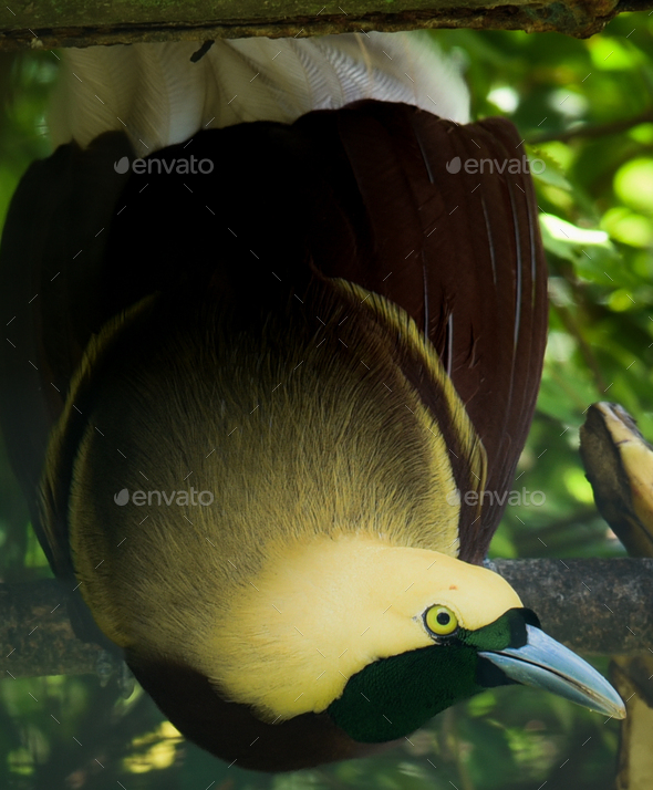 Close up of The lesser bird of paradise, Paradisaea minor Stock Photo ...