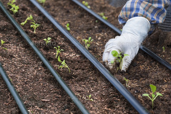Close up agriculturist hand is planting Chinese cabbage sprouts on ...