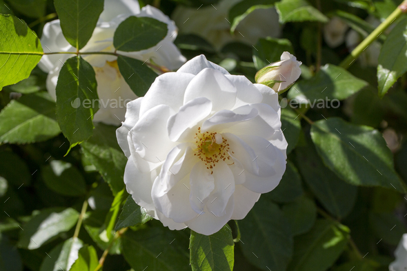 White ivy rose, scientific name; Rosa multiflora Stock Photo by esindeniz