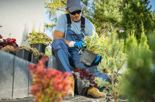 Gardener Selecting Proper Plants For a Newly Developed Garden Stock ...