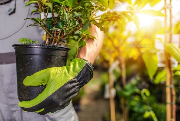 Gardener Planting Plants Stock Photo by duallogic | PhotoDune