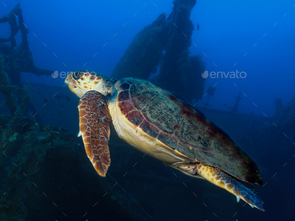 Green sea turtle from Cyprus Stock Photo by SakisLazarides | PhotoDune