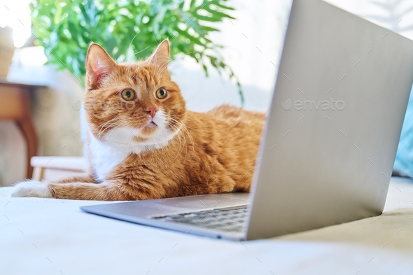 Serious focused ginger cat lying at home with laptop Stock Photo by ...
