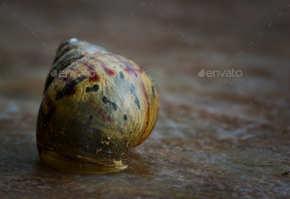 Snail shells left by their inhabitants Stock Photo by ekobudiutomo