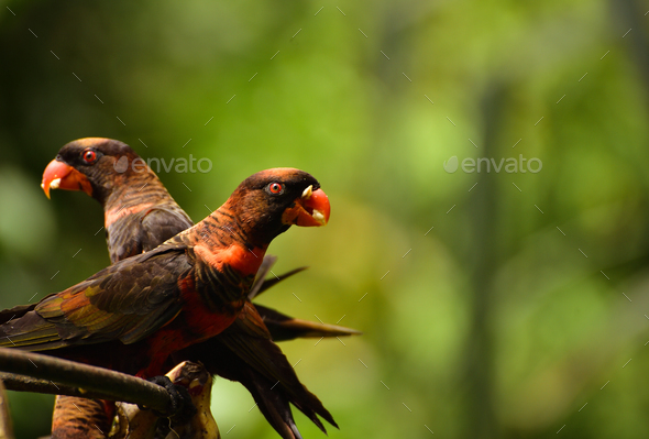 Banded lories, The dusky lory, Pseudeos fuscata Stock Photo by ekobudiutomo