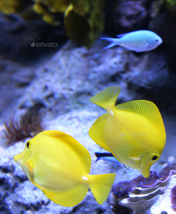 Shallow underwater seascape, fish underwater photo Stock Photo by ...
