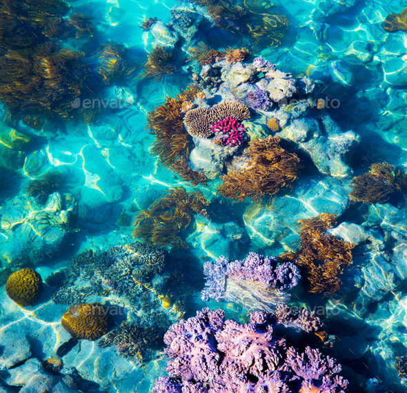 Colorful sea life underwater, shallow underwater seascape Stock Photo ...