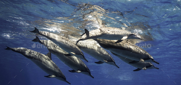 Underwater world a dolphin floats in the sea Stock Photo by TravelSync27