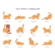 Cats Language, Vectors | GraphicRiver
