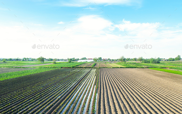 Farm field is planted with agricultural plants. Stock Photo by iLixe48