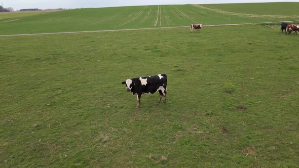 Aerial orbit around a black and white dairy cow standing on an ...