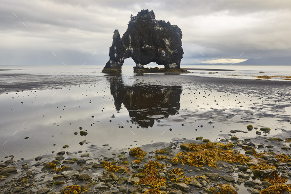 Hvitserkur coastline basaltic rock formation petrified troll. Iceland ...