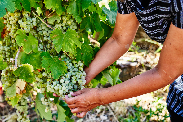 Farmers collecting grapes on organic farms. Woman cutting table grapes ...