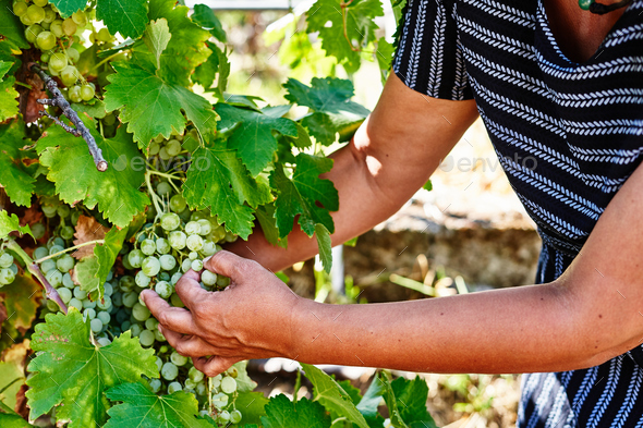 Farmers collecting grapes on organic farms. Woman cutting table grapes ...