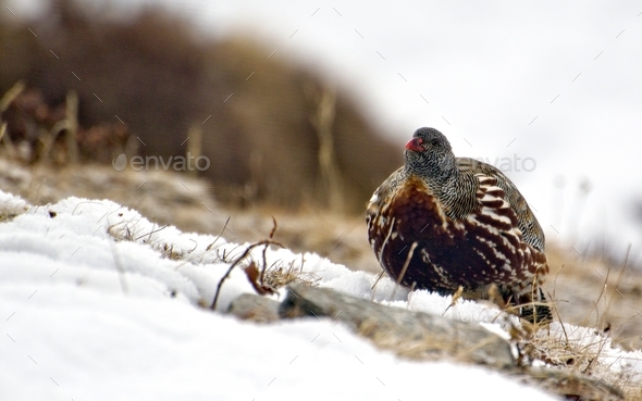 Snow Partridge Stock Photo by GopiVerma | PhotoDune