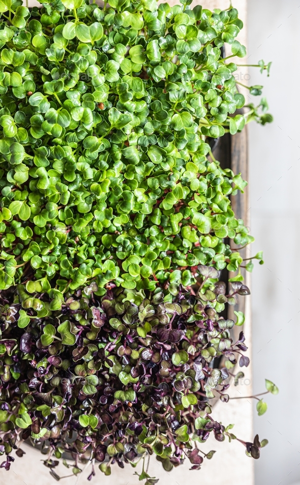 Different types of micro greens in trays. Seed germination at home ...