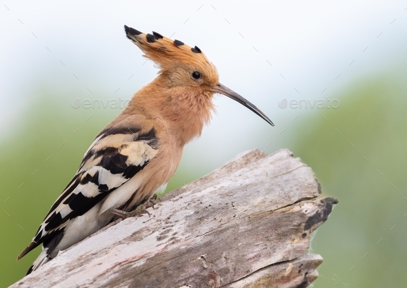 Eurasian hoopoe, Upupa epops Stock Photo by yuriybal | PhotoDune