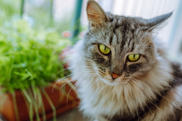 Muzzle of fluffy gray tabby cat Stock Photo by larisikstefania | PhotoDune