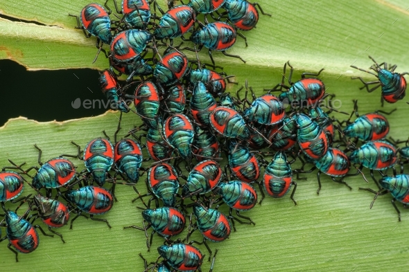 baby's insect Stock Photo by triwidana | PhotoDune