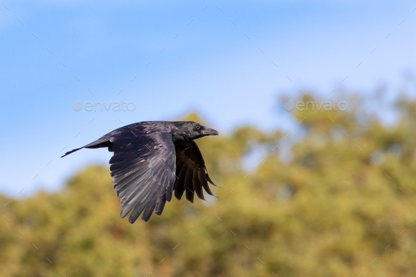 Common raven flying Stock Photo by radovan_zierik | PhotoDune