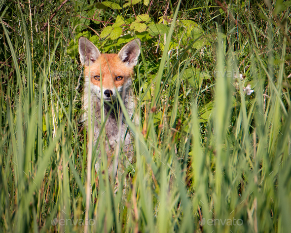 Fox hiding in grass looking at camera Stock Photo by radovan_zierik