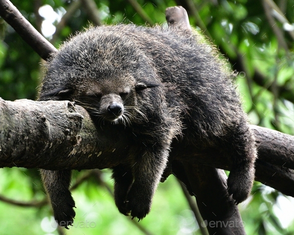 The binturong, Arctictis binturong is sleeping on a branch wood Stock ...