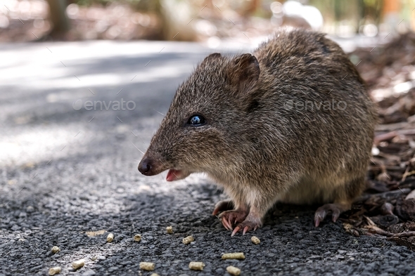 Native Australian animal: Quokka in Adelaide park. Stock Photo by ...