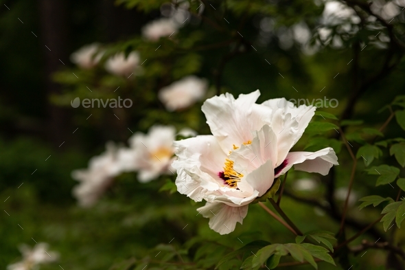 Blooming tree peonies in a botanical garden. Japanese tree peony bush ...