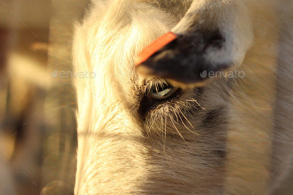 Goat Eye Stock Photo by mtyoung | PhotoDune