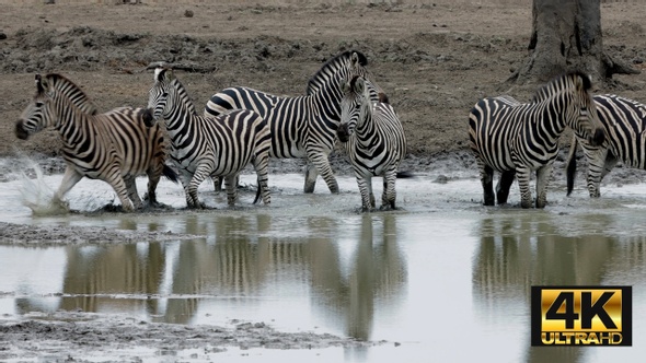Zebra Drinking From Mud Pool, Stock Footage | VideoHive